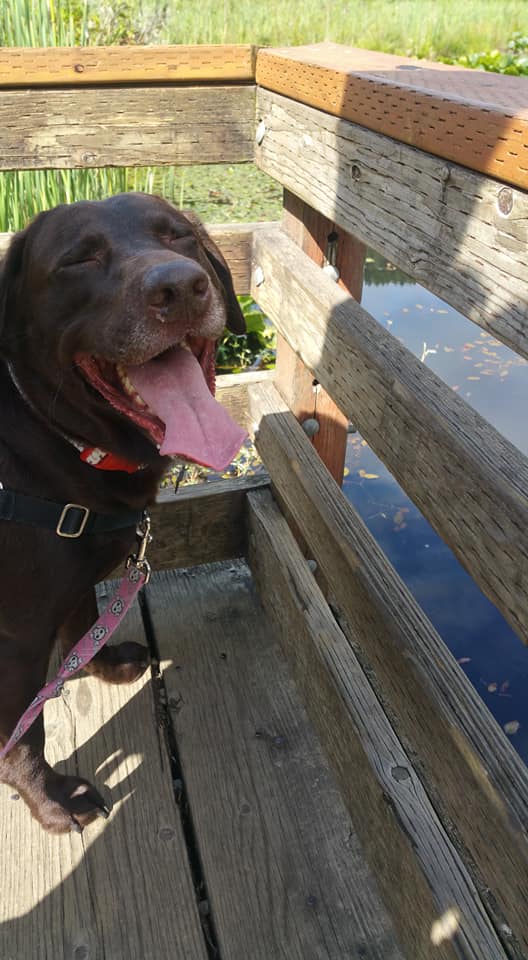 Hamish Finds Paradise | MY ENDURING BONES