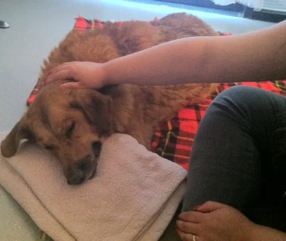 Cerbie | MY ENDURING BONES