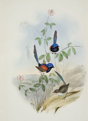 Exploding Birds | MY ENDURING BONES