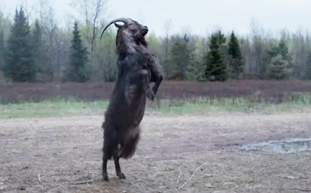 The One and True GOAT | MY ENDURING BONES