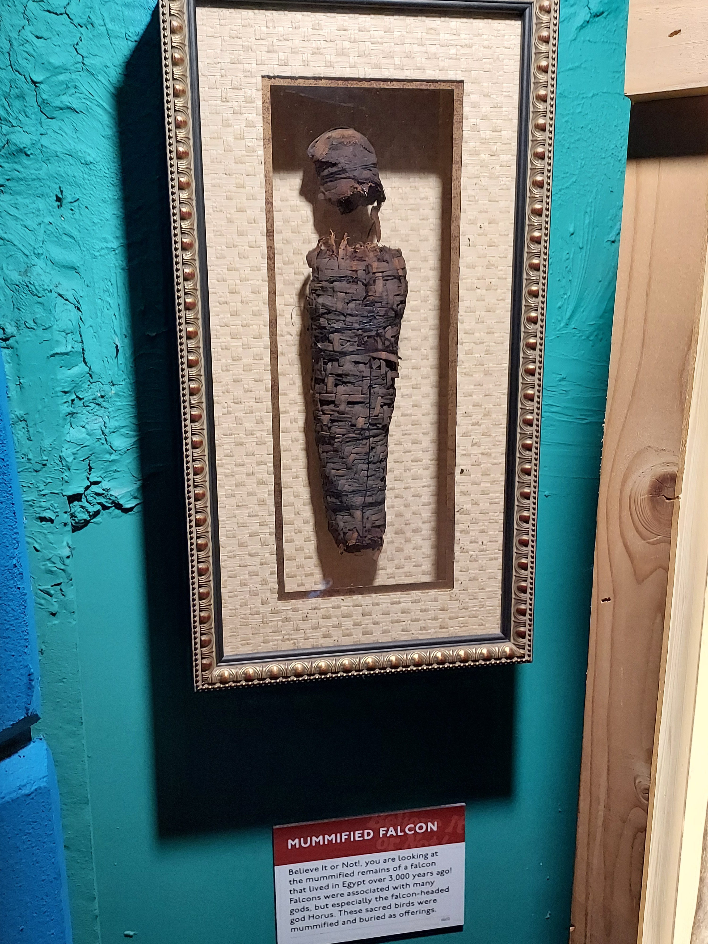 Bones N Stuff | MY ENDURING BONES