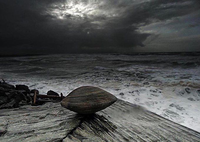 The Clam | MY ENDURING BONES